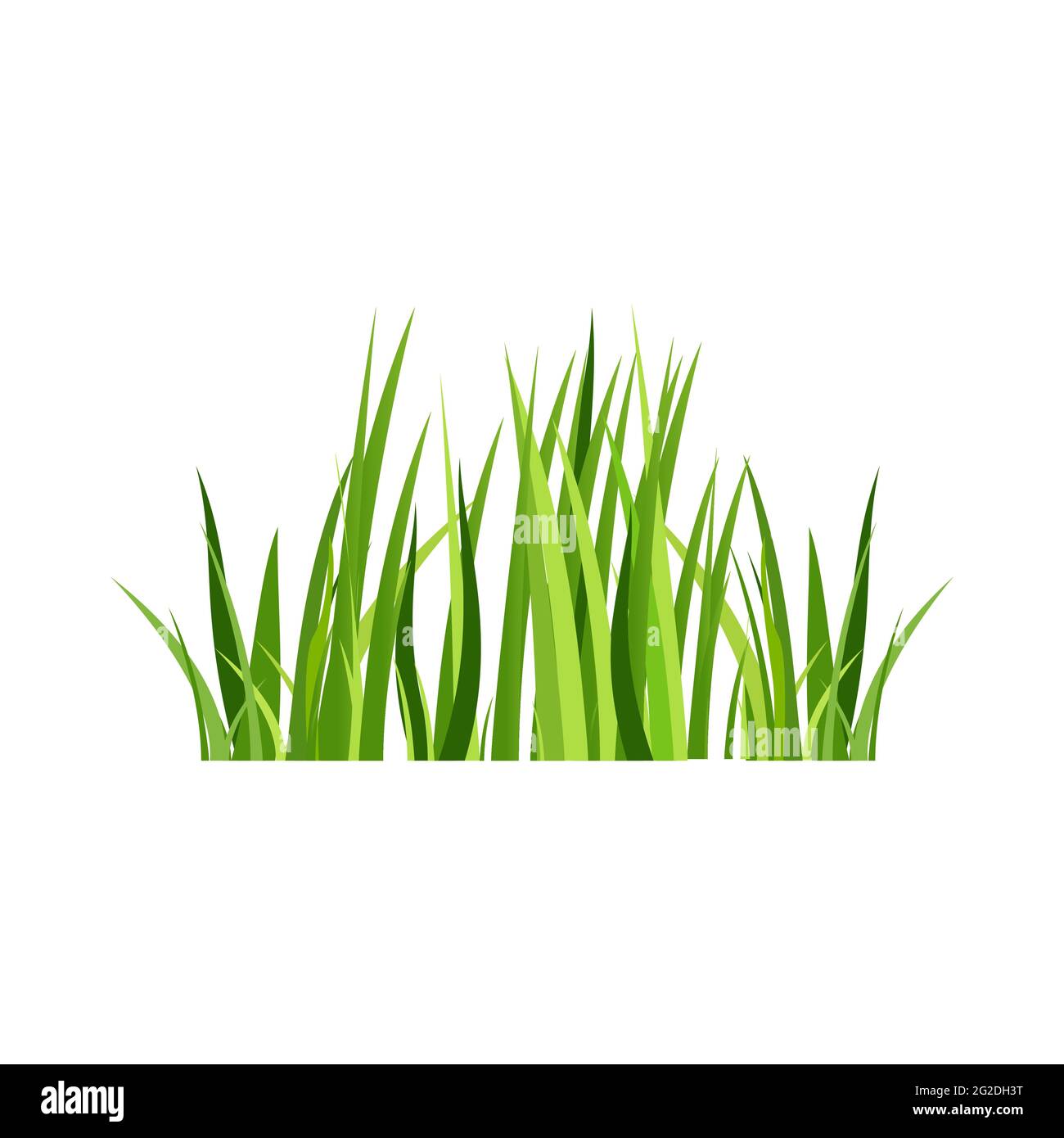 Green spring grass. Isolated on white background. Vector illustration ...
