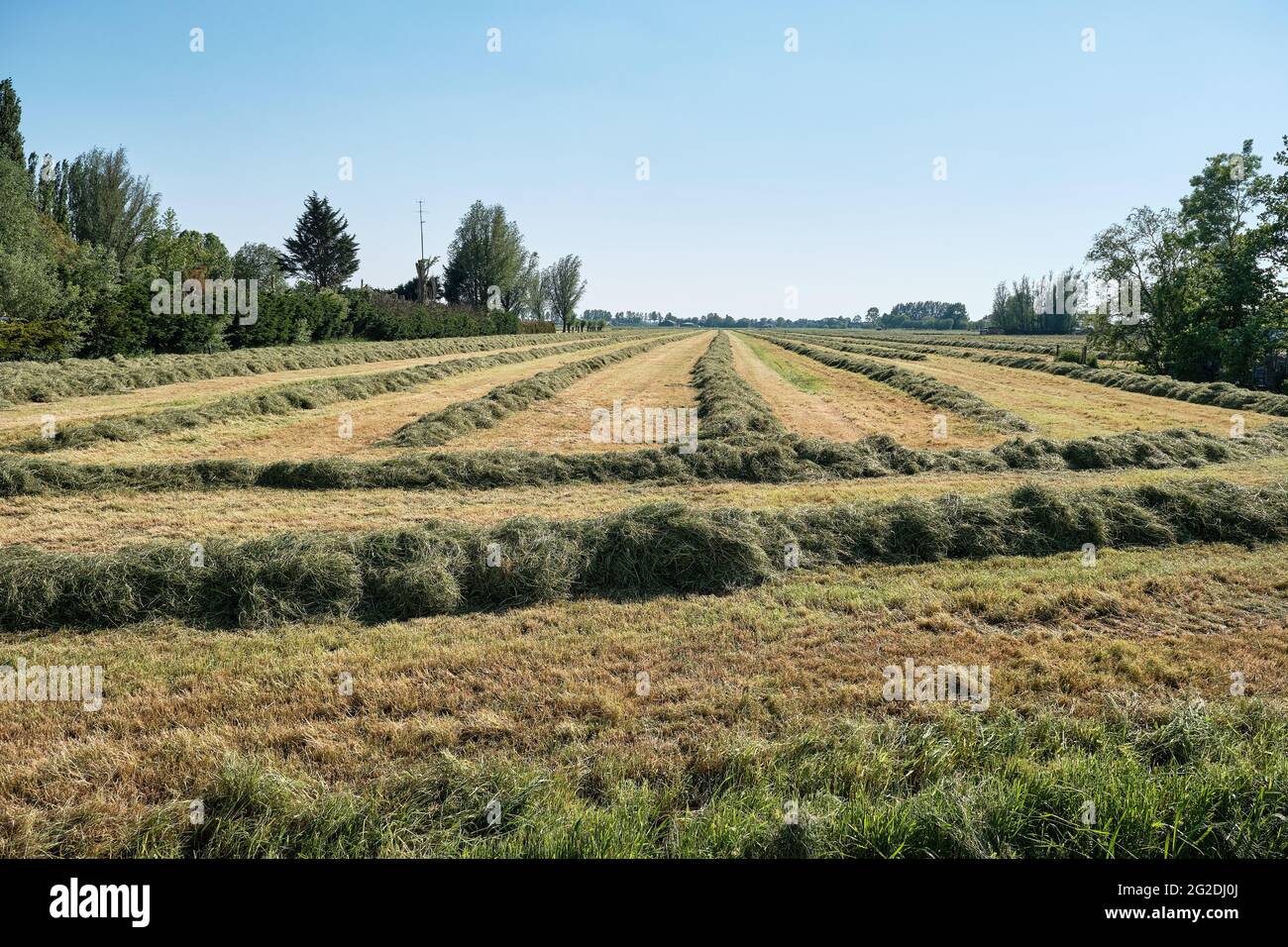Leerdam, the Netherlands June1,2021:Grassland with rows of grass ready ...