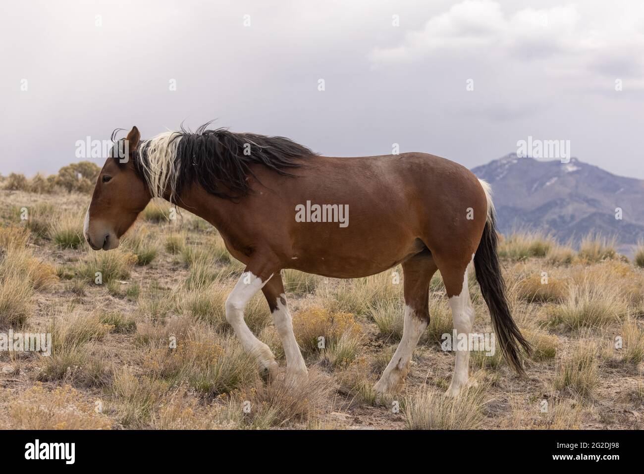 Wild Horse in the Utah Desert Stock Photo - Alamy