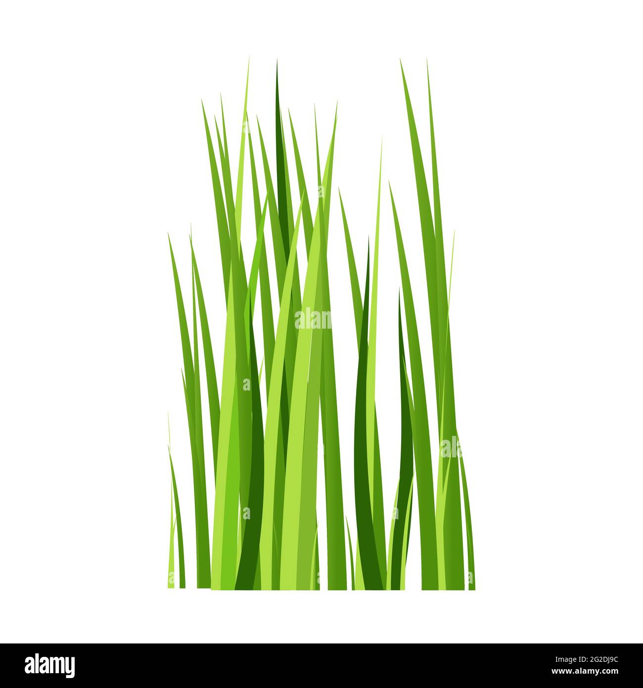 Green spring grass. Isolated on white background. Vector illustration ...