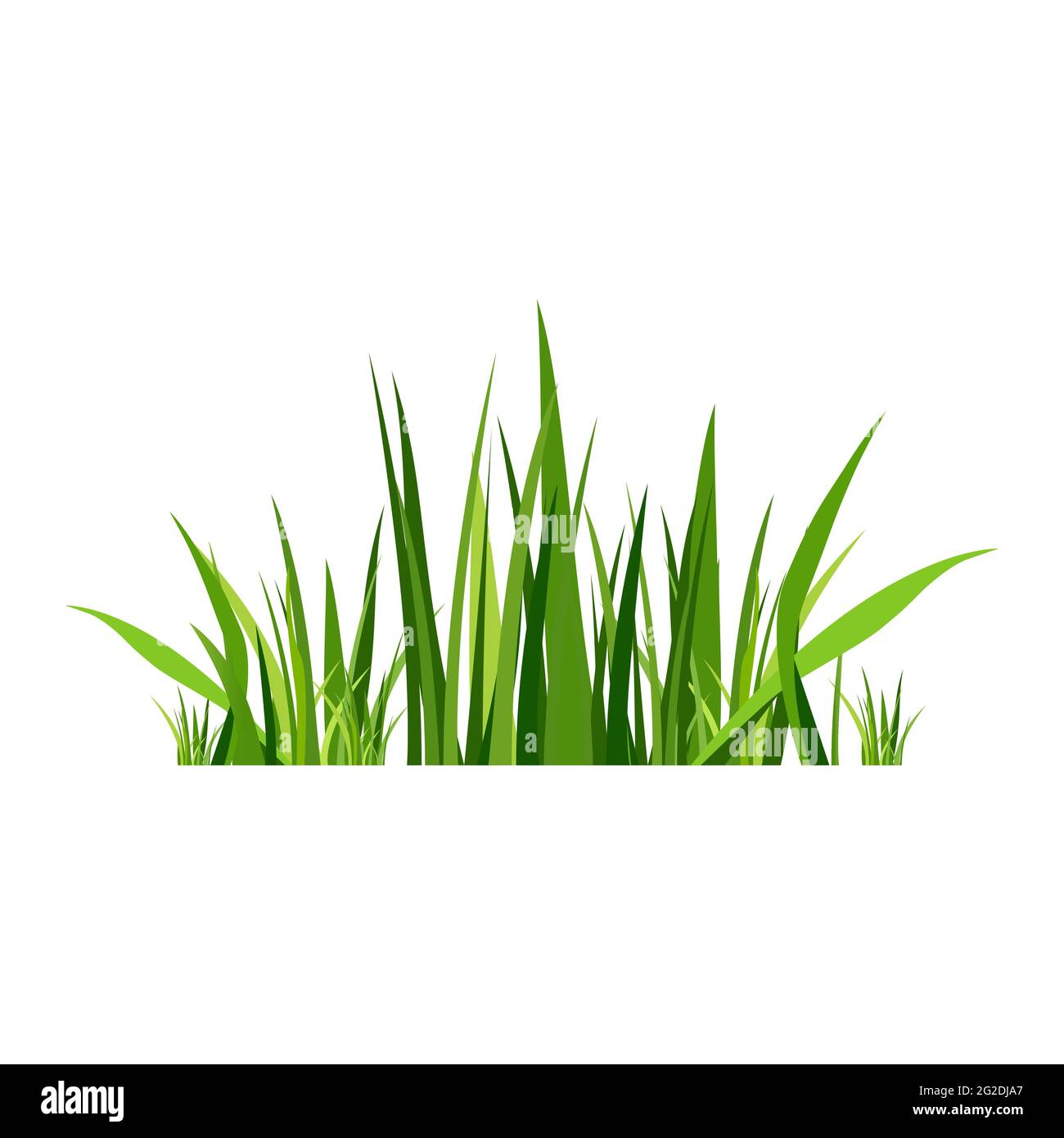 Green spring grass. Isolated on white background. Vector illustration ...