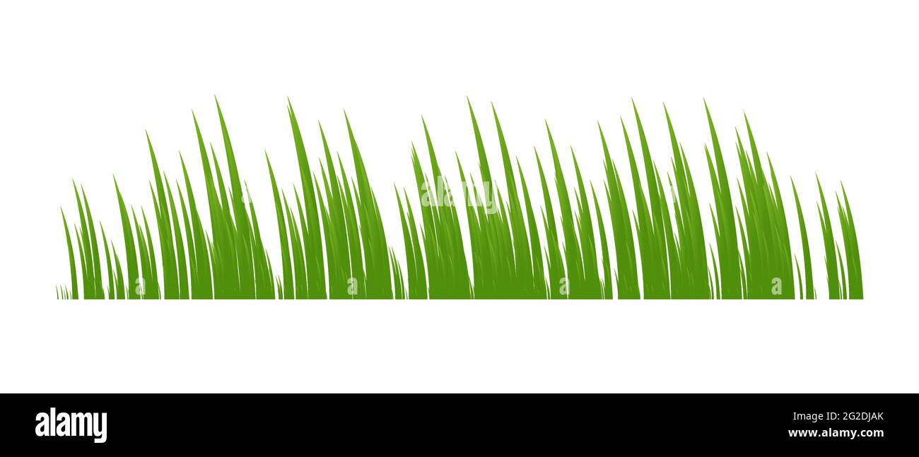 Green spring grass. Isolated on white background. Vector illustration ...