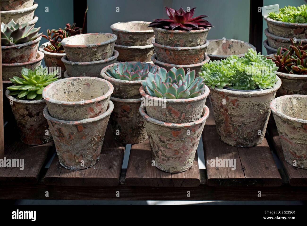Succulents in terracotta pots hi-res stock photography and images - Alamy