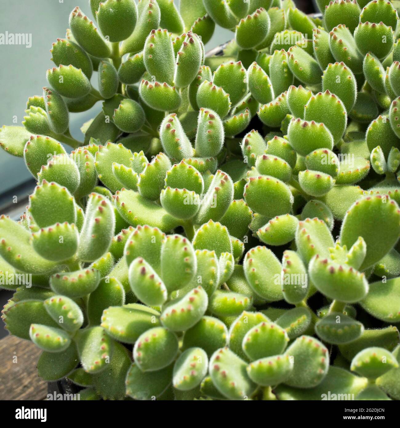 Cotyledon tomentosa is a house plants originating from South Africa ...