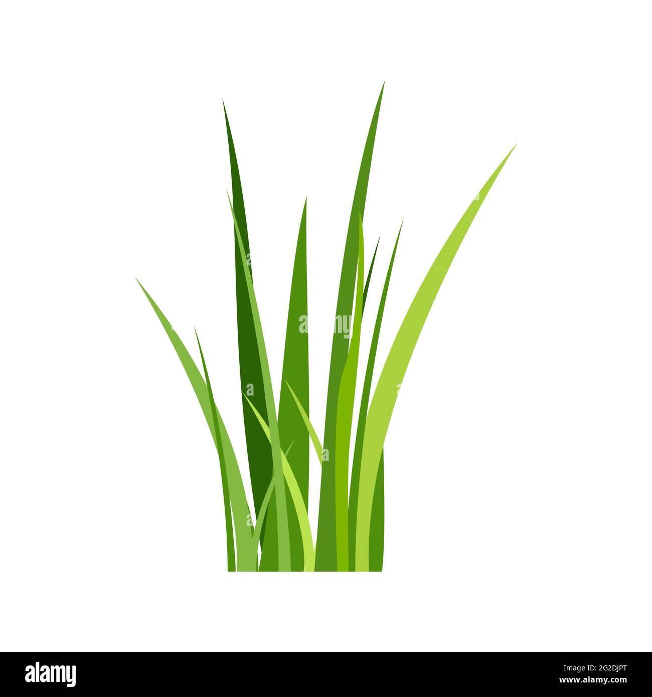 Green spring grass. Isolated on white background. Vector illustration ...