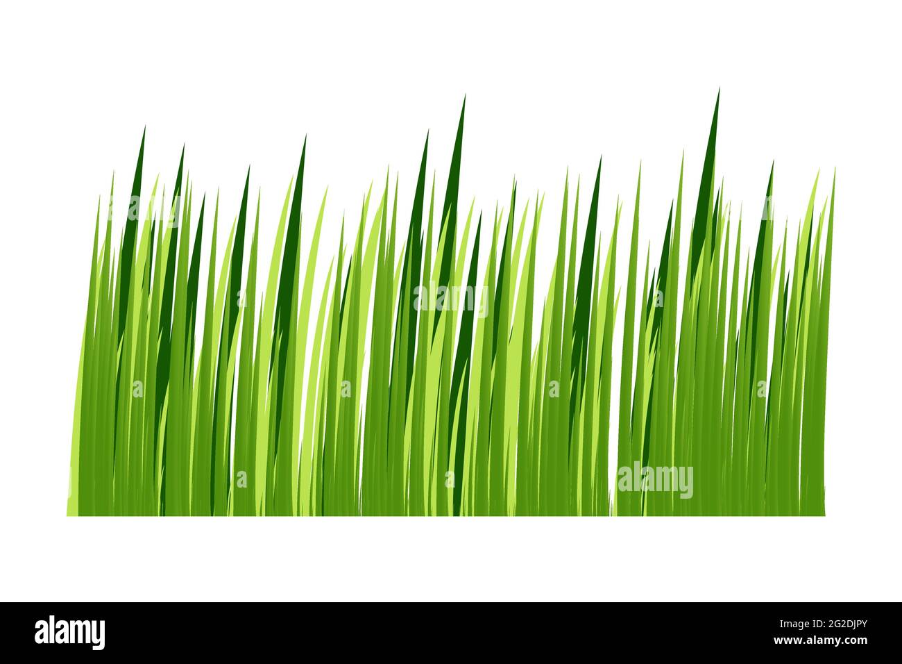 Green spring grass. Isolated on white background. Vector illustration ...