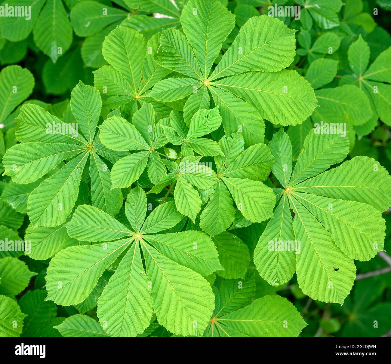 palmately divided leaves of a horse chestnut trree Stock Photo - Alamy