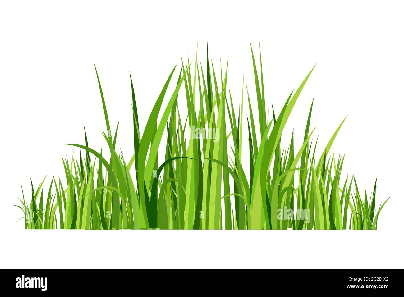 Green spring grass. Isolated on white background. Vector illustration ...