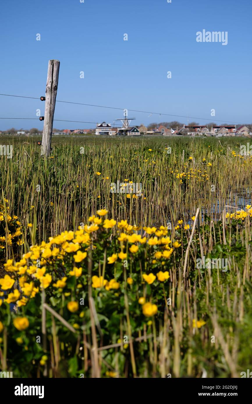 Typical dutch polder landscape with ditch, barbed wire fence, Marsh ...