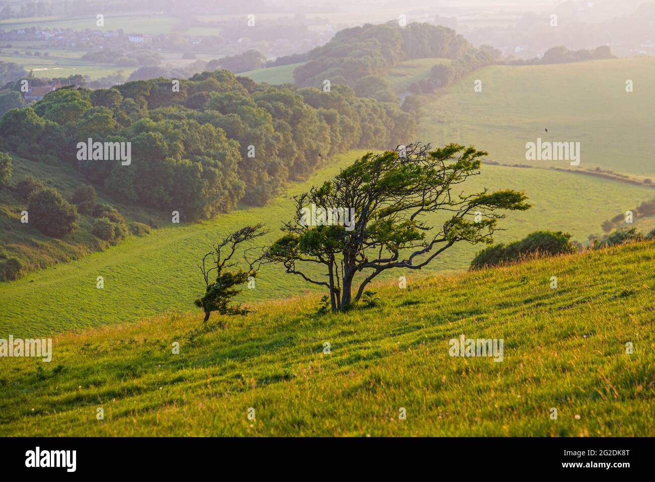 Wind blown tree hi-res stock photography and images - Alamy