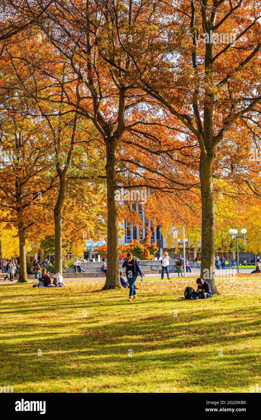University of Victoria Campus with students relaxing under colourful ...