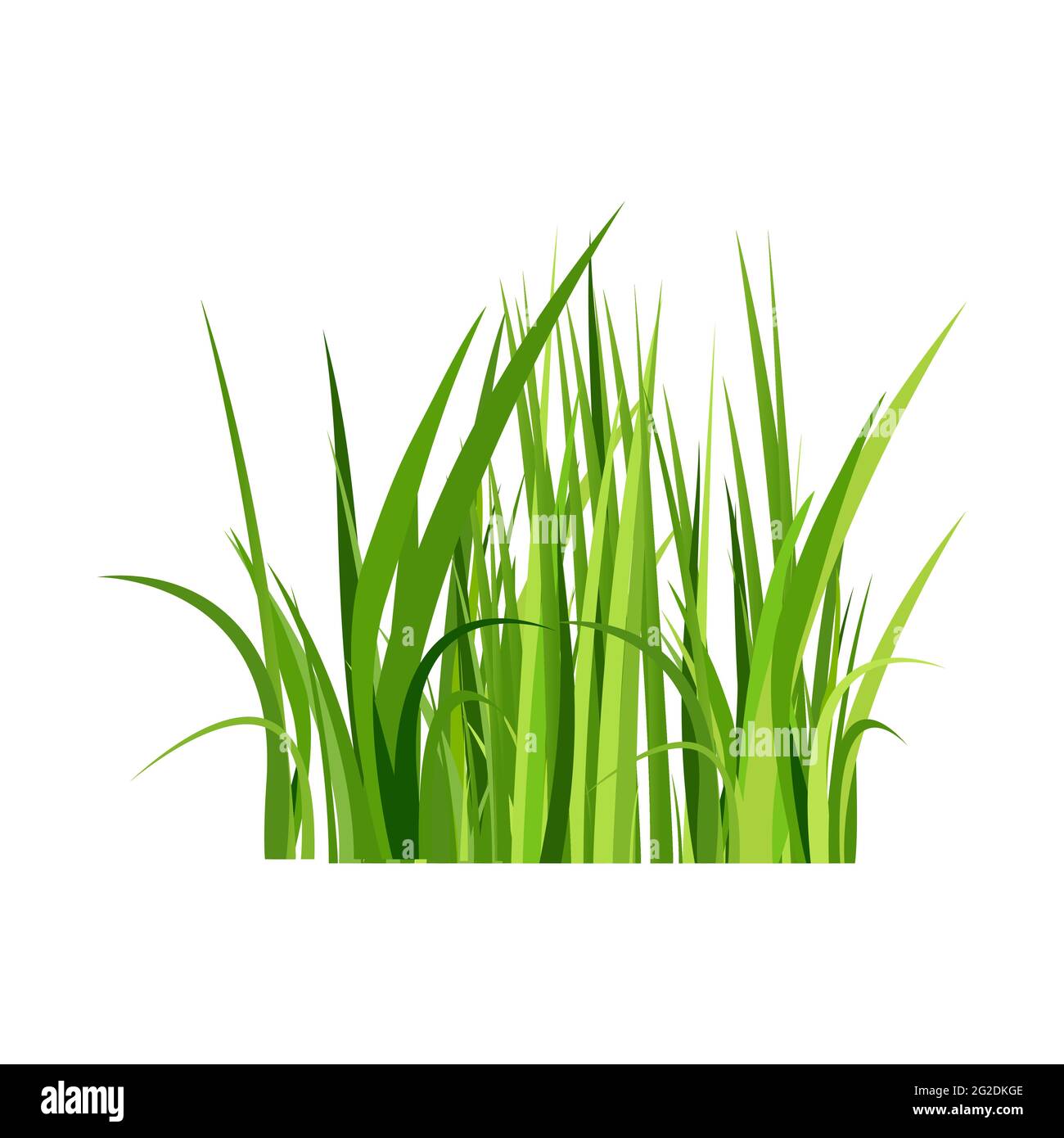 Green spring grass. Isolated on white background. Vector illustration ...