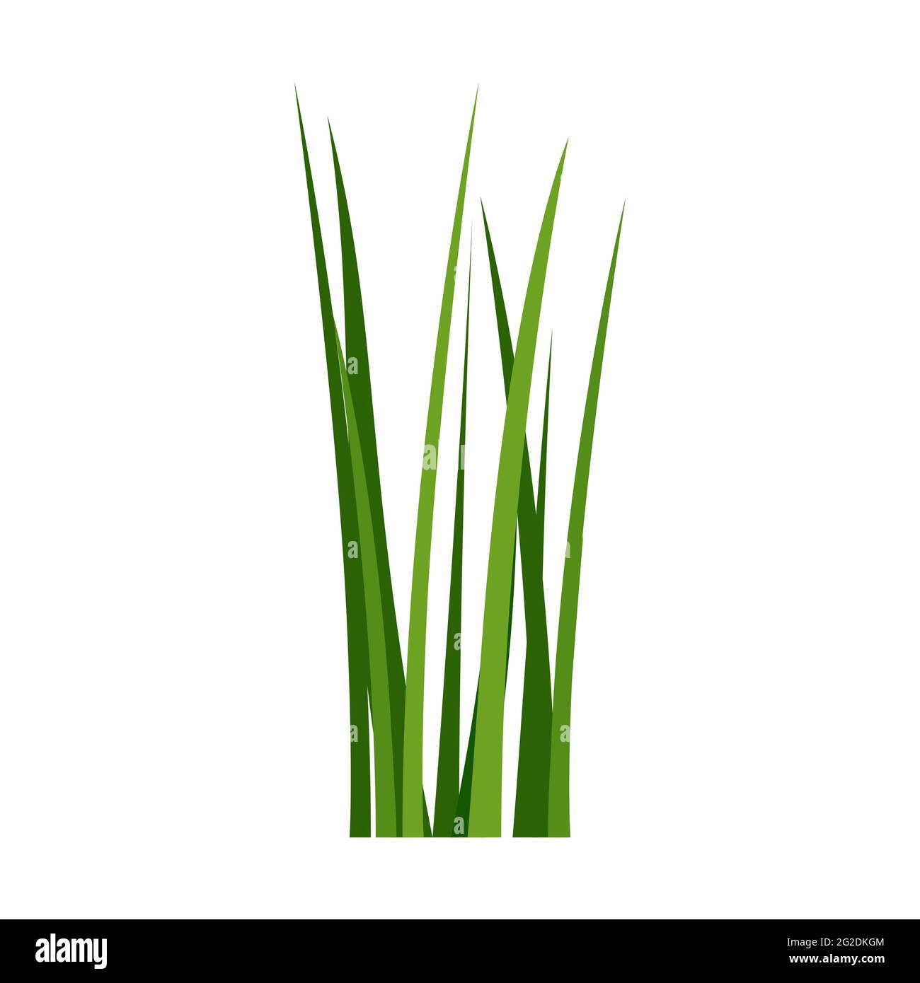Green spring grass. Isolated on white background. Vector illustration ...