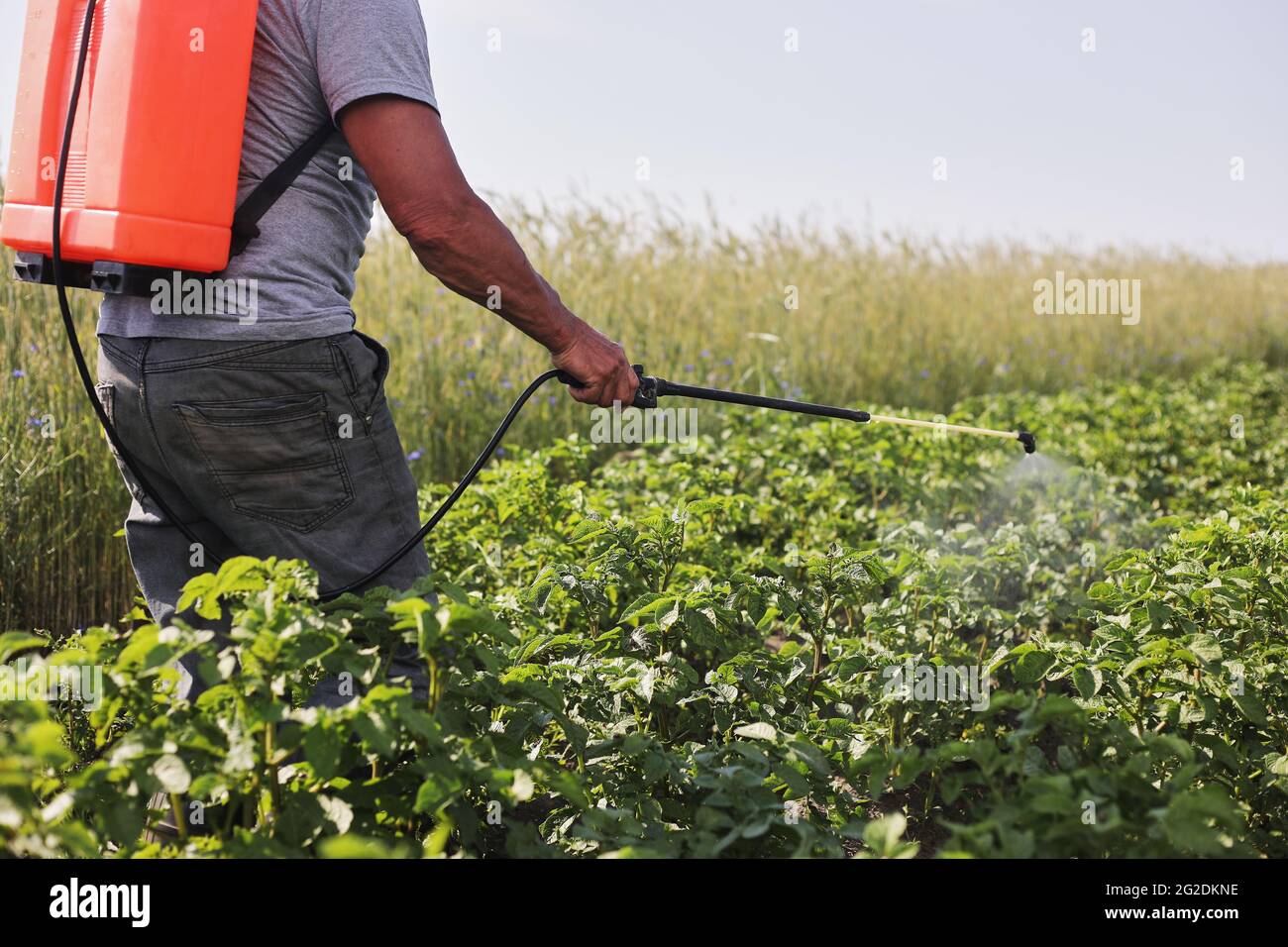 A farmer with a mist sprayer treats the potato plantation from pests ...