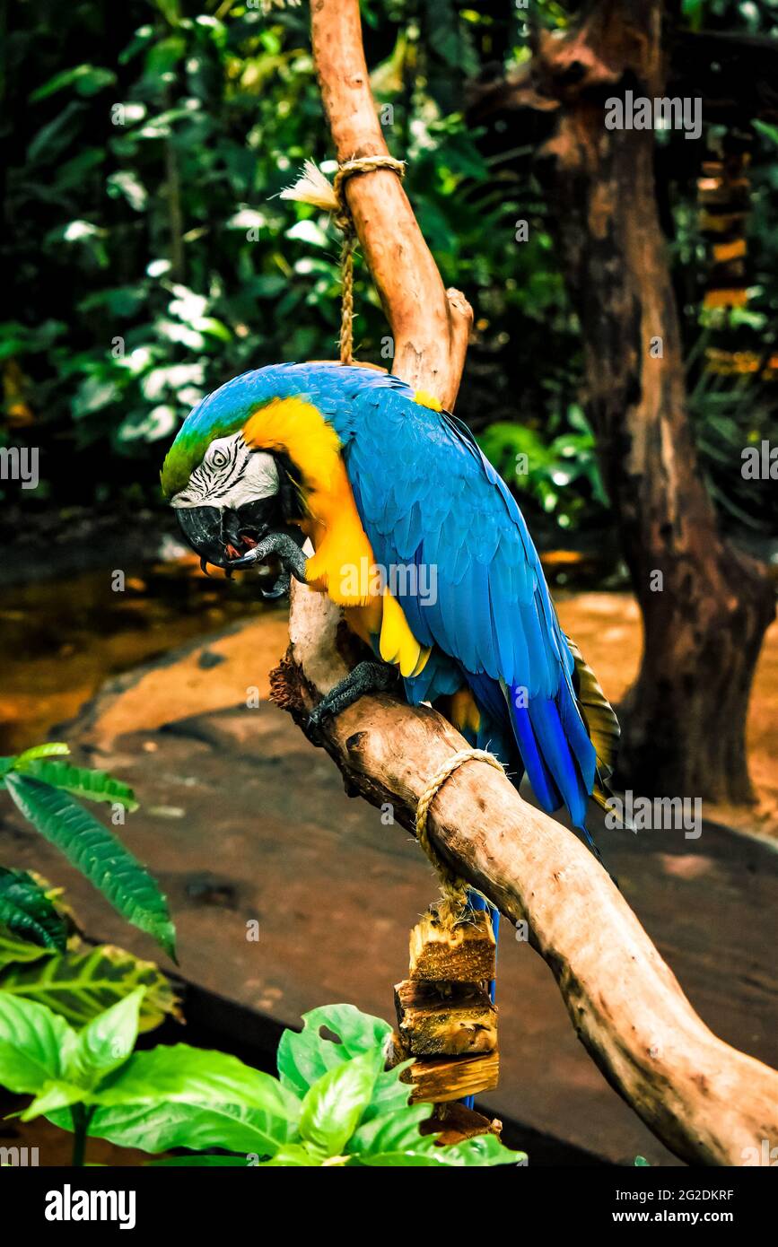 Arara hi-res stock photography and images - Alamy
