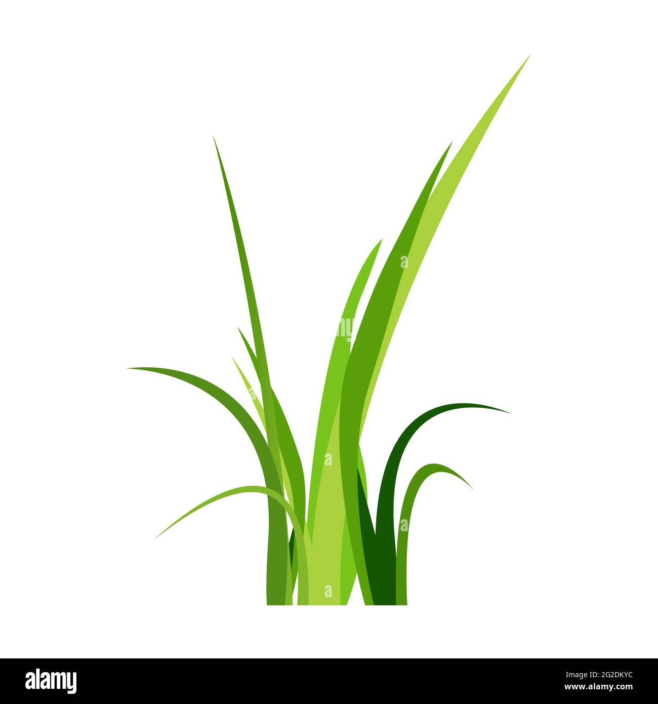 Green spring grass. Isolated on white background. Vector illustration ...