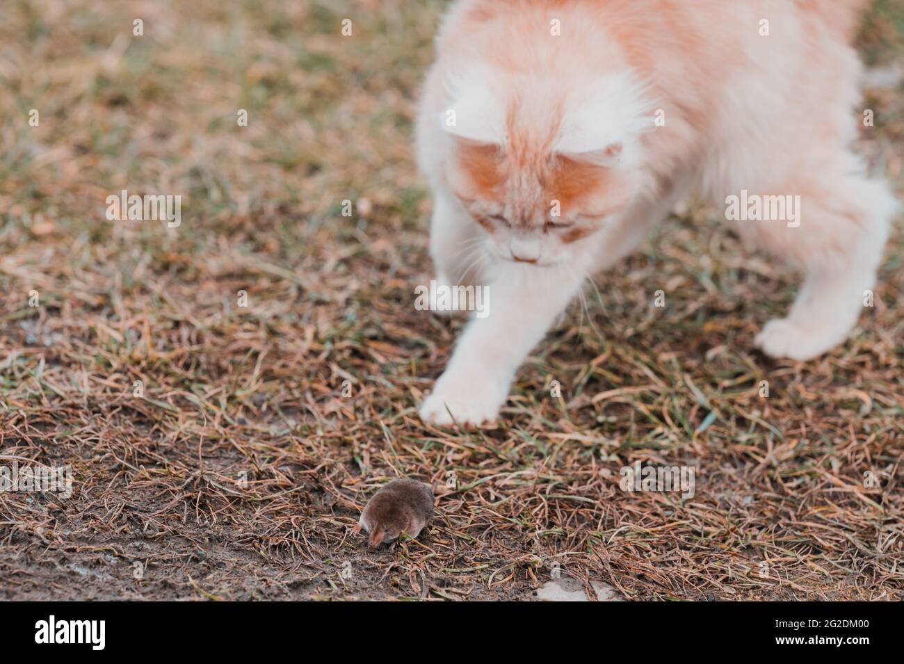 A hungry red predator is playing with a mole, a cat has caught a mole ...