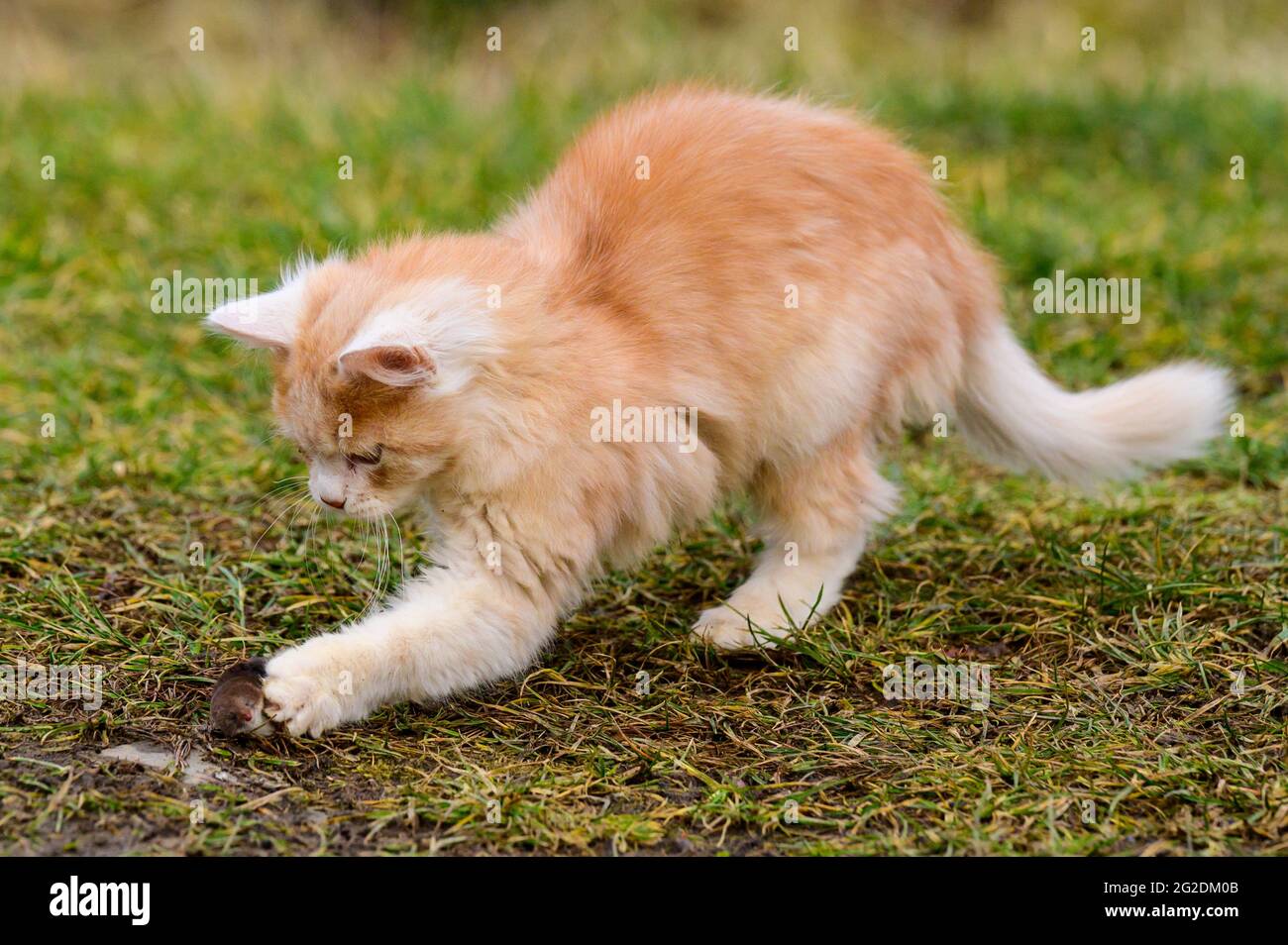 A fluffy pet plays with its prey, a mole as food for a cat, a rodent ...