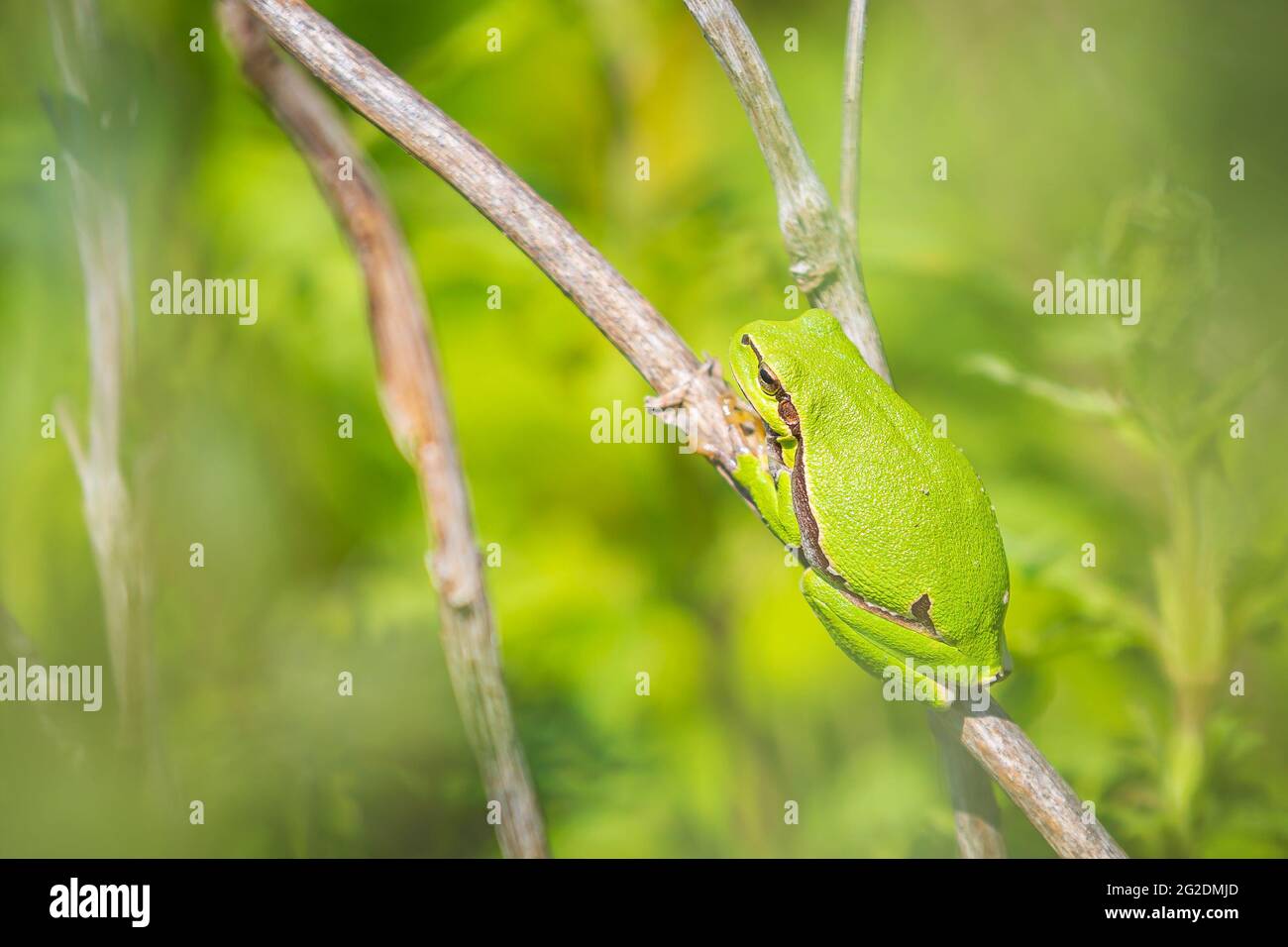 Green bush frog hi-res stock photography and images - Alamy