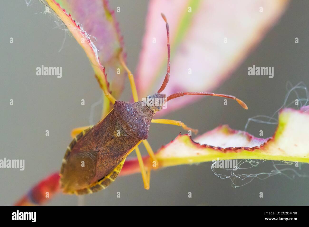 Closeup of a Sloe Bug insect, Dolycoris baccarum, crawling under ...