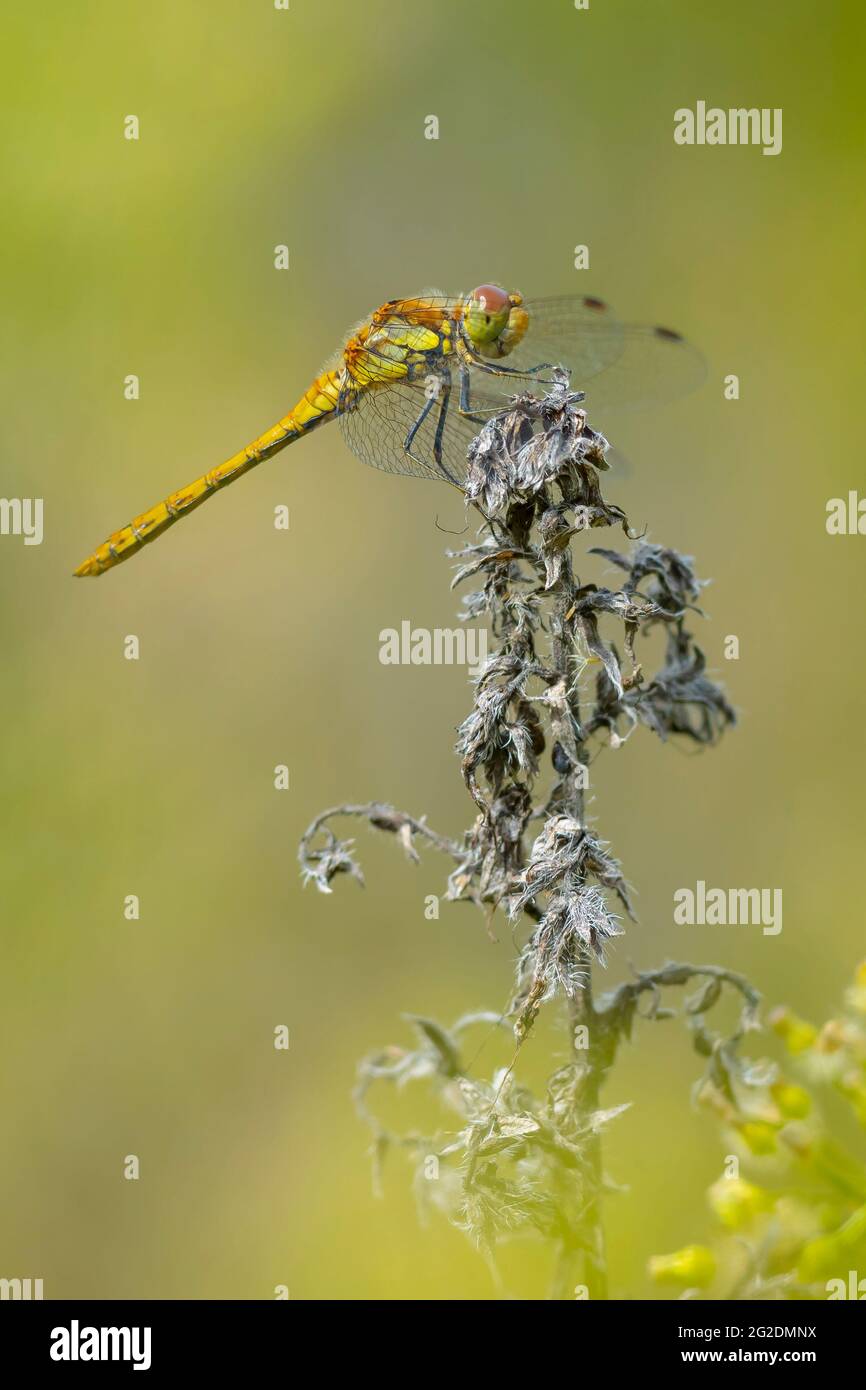 View of a common Darter, Sympetrum striolatum, female with his wings ...