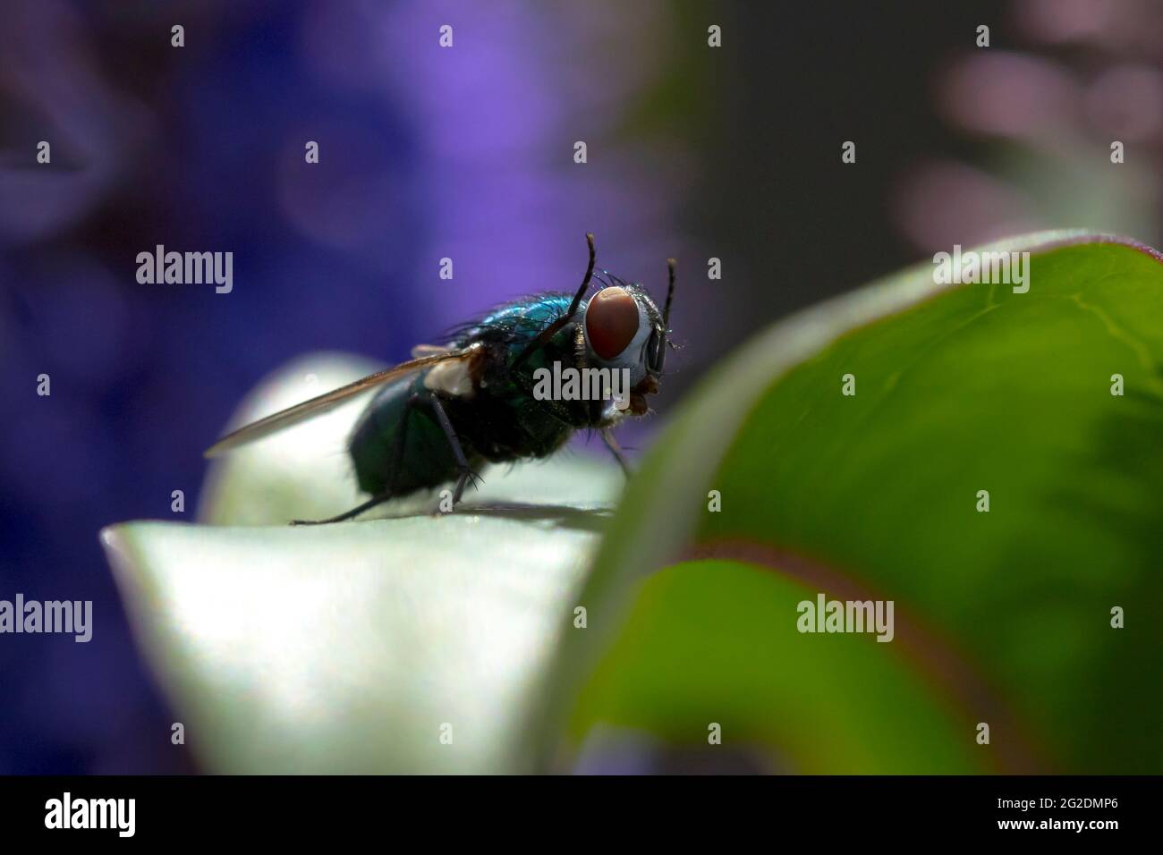 Metallic green fly and leaf hi-res stock photography and images - Alamy