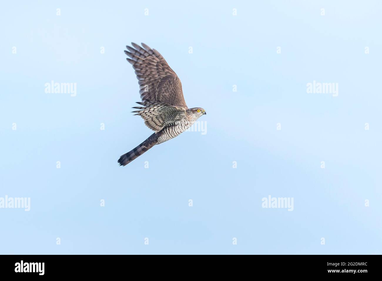 Eurasian sparrowhawk, Accipiter nisus, bird of prey in flight hunting ...