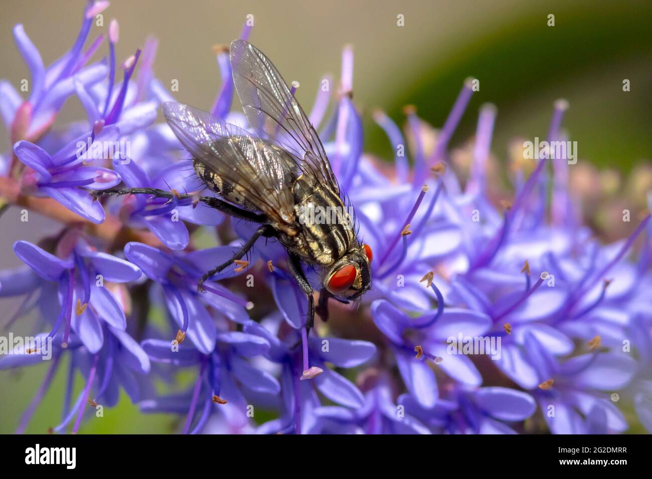 Pollinating fly hi-res stock photography and images - Alamy