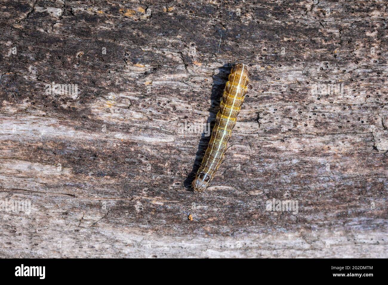 Closeup of a caterpillar or larva of a Orthosia cruda, the small Quaker ...
