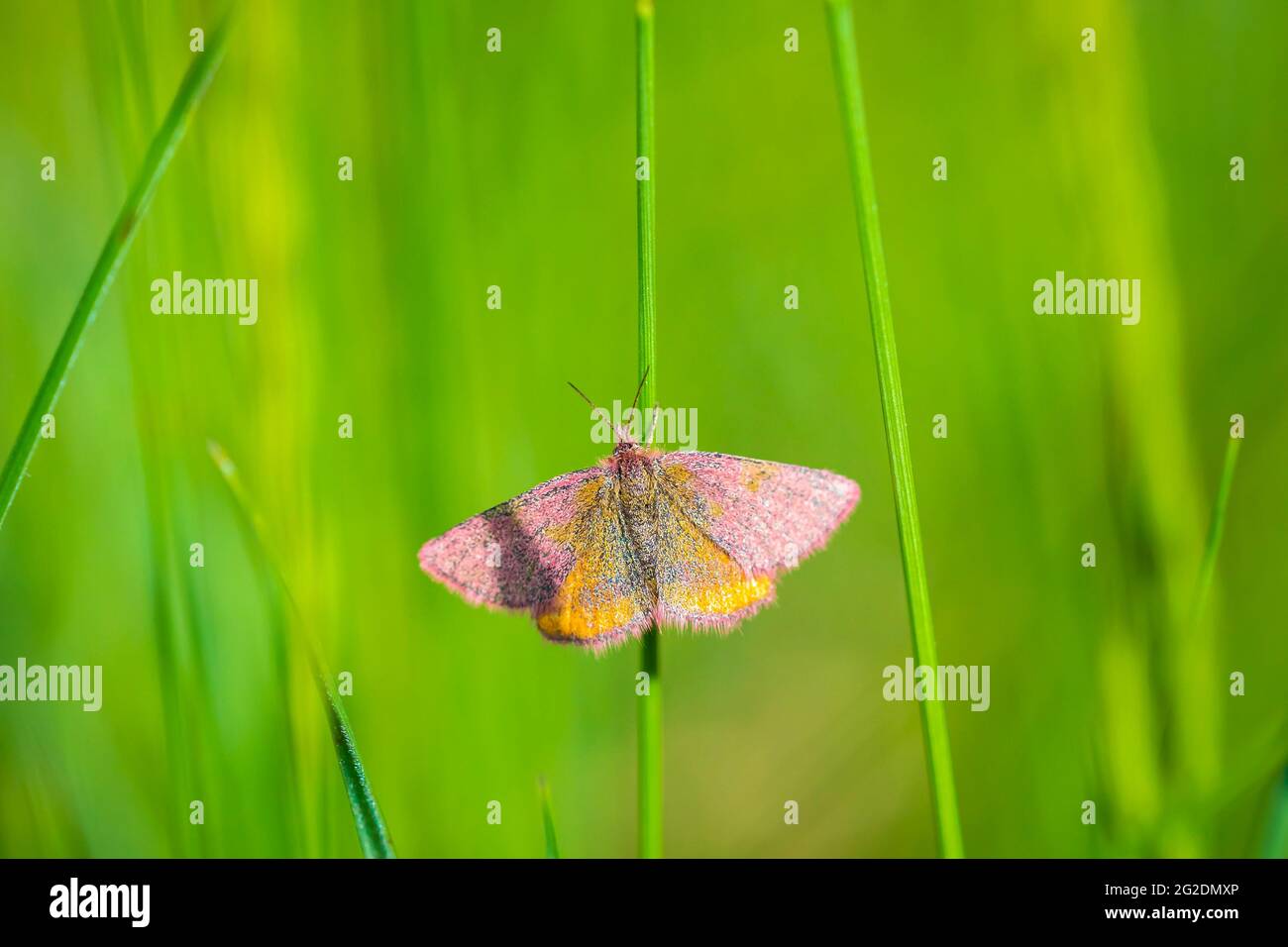 Zuringspanner hi-res stock photography and images - Alamy