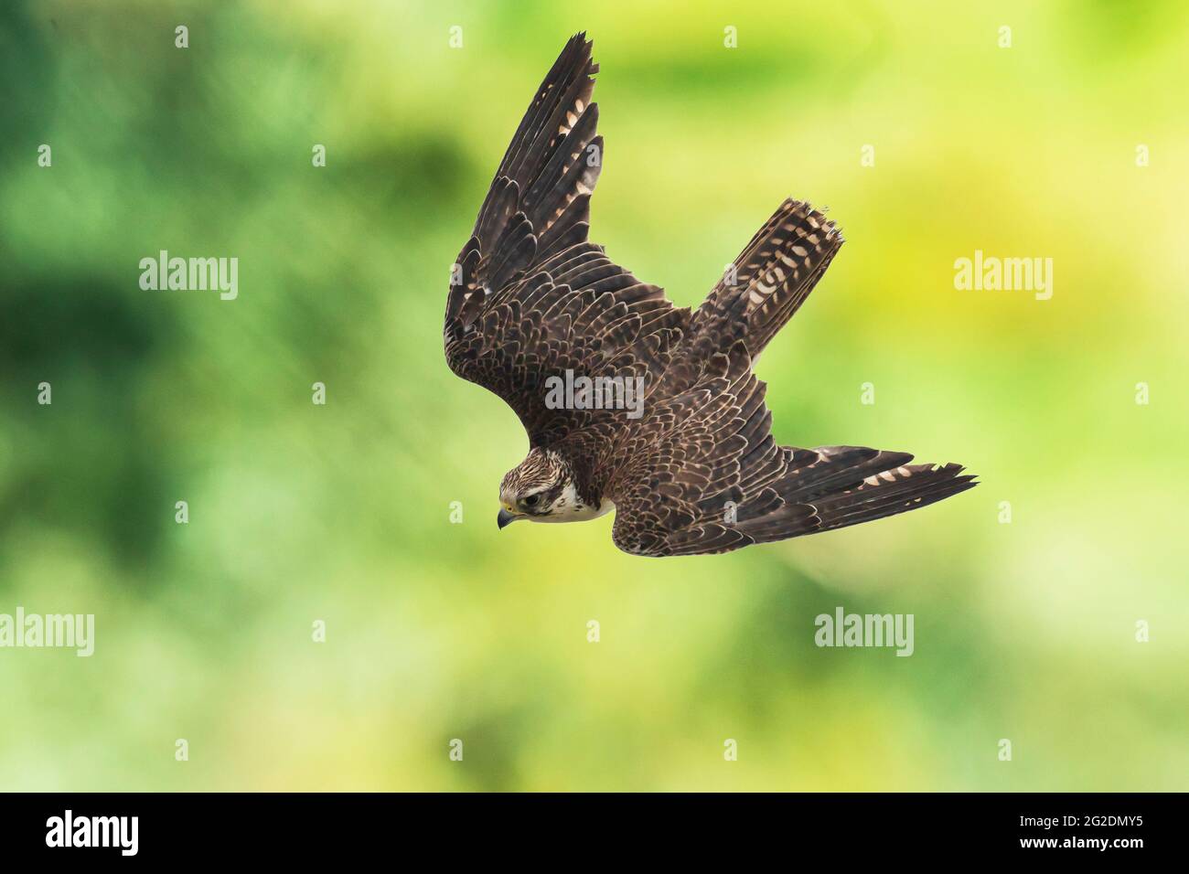 Saker Falcon Hunting