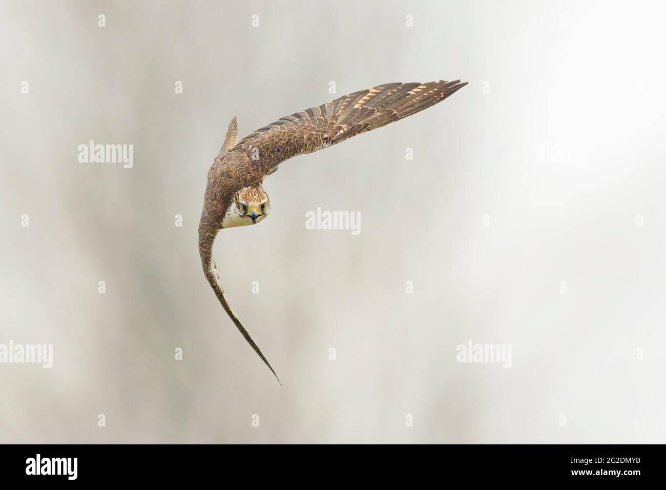 Saker falcon falcon bird falco hi-res stock photography and images - Alamy