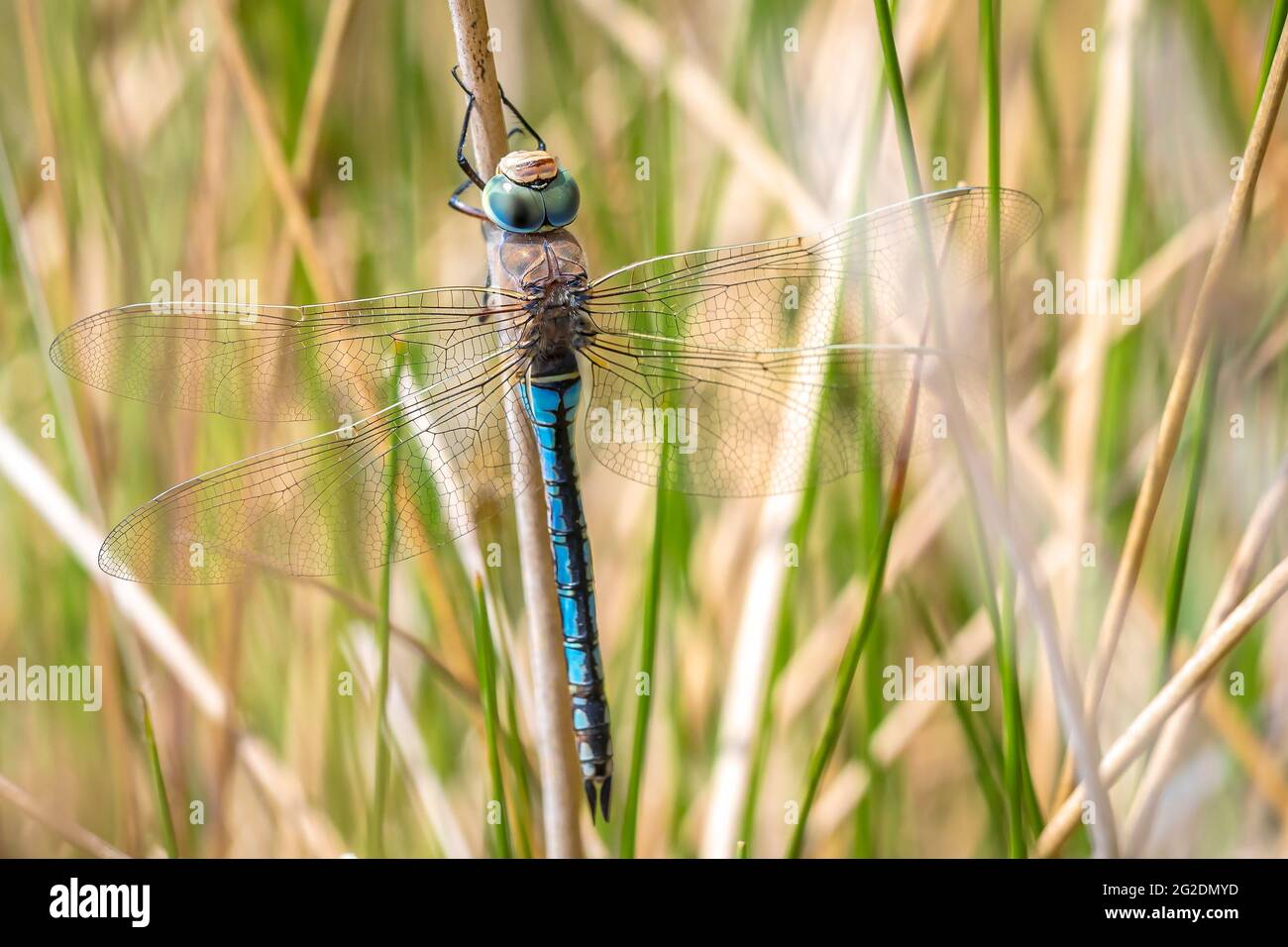Closeup of a lesser emperor dragonfly Anax parthenope, resting under ...