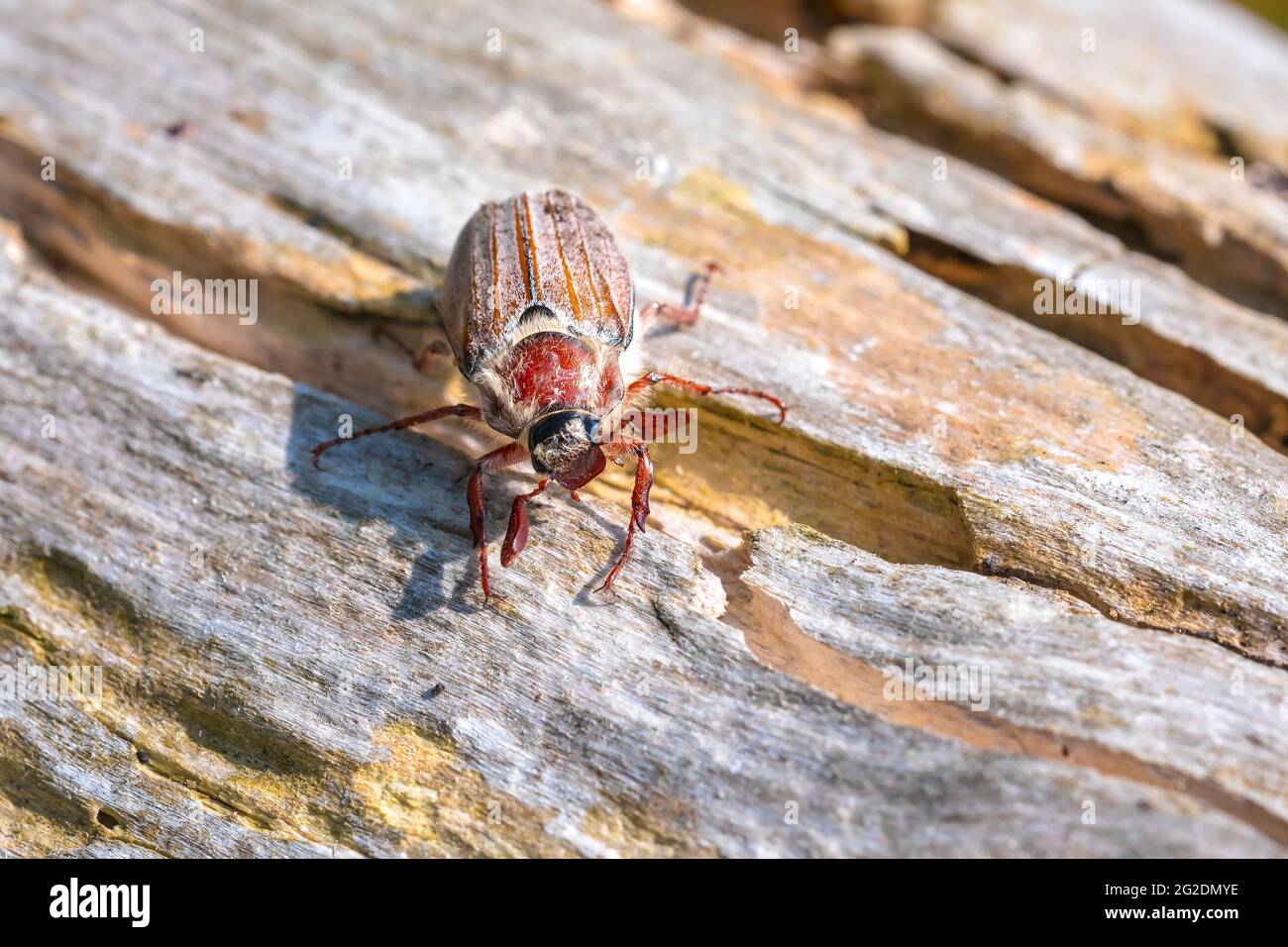 Cockchafer black hi-res stock photography and images - Alamy
