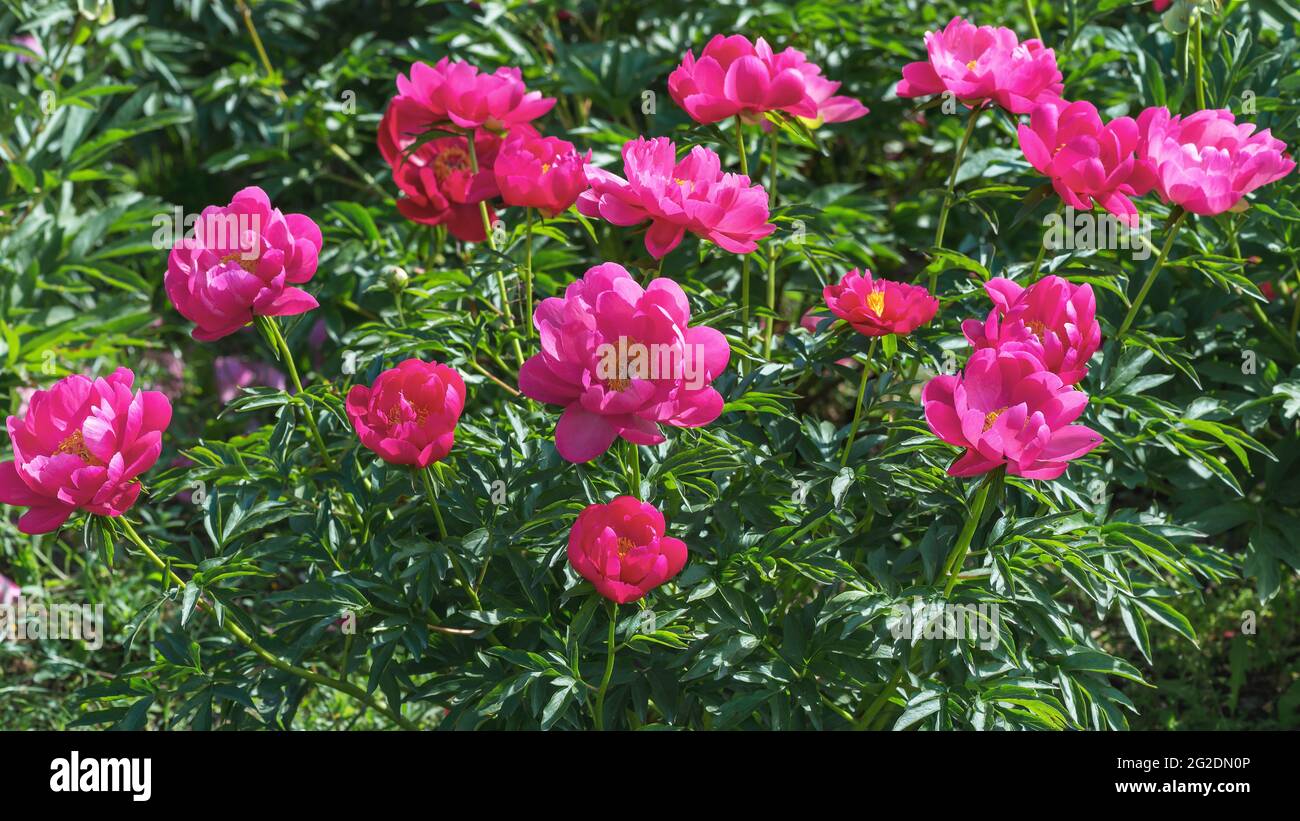 American selection hi-res stock photography and images - Alamy