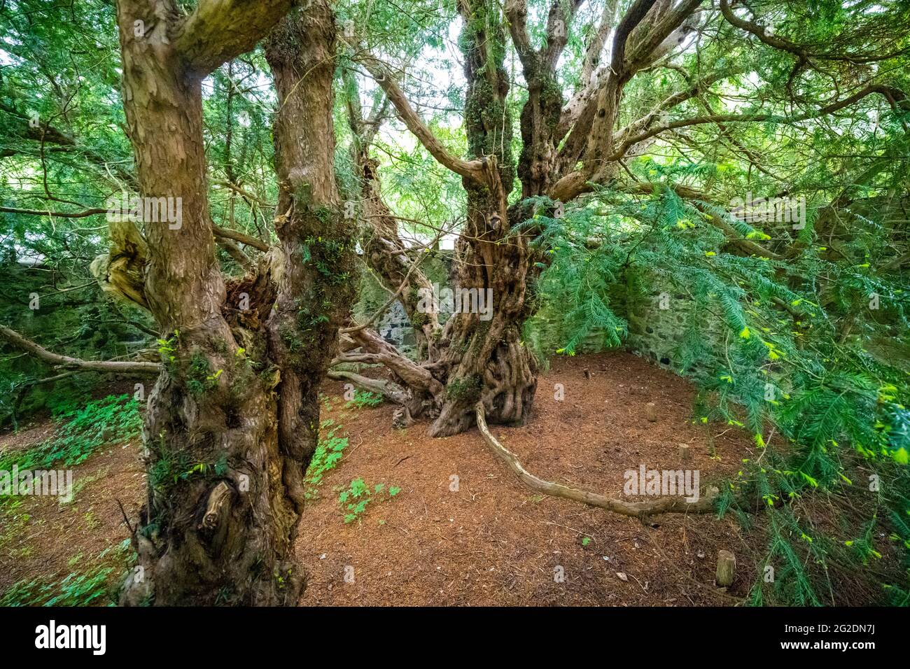 Yew High Resolution Stock Photography and Images - Alamy