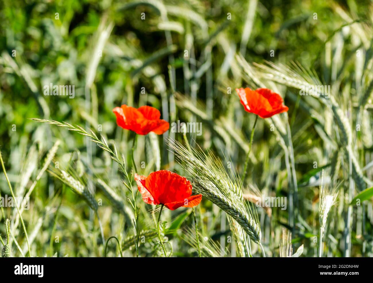 Wheat with purple flower hi-res stock photography and images - Alamy