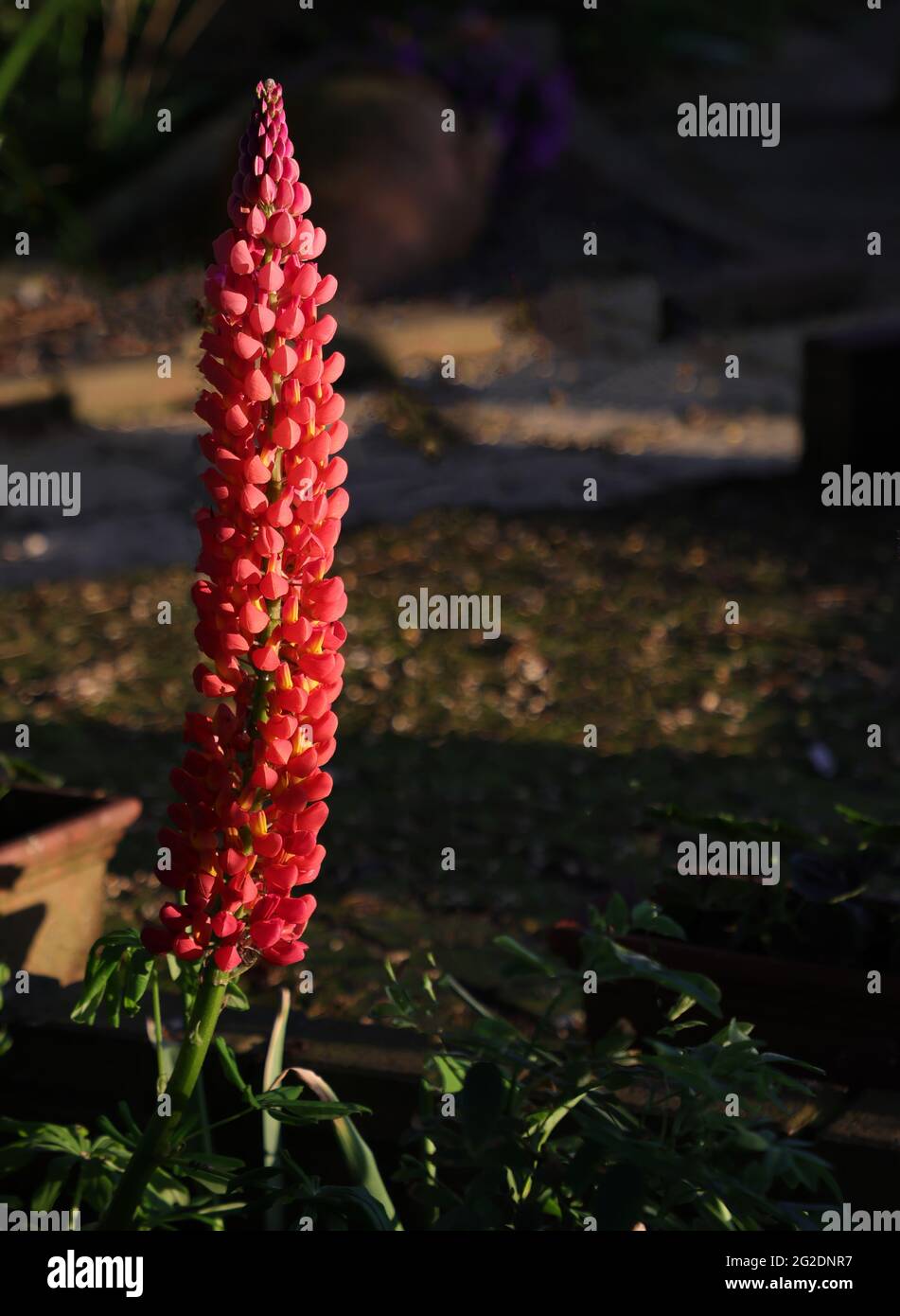 Lupin Flower Spike High Resolution Stock Photography and Images - Alamy