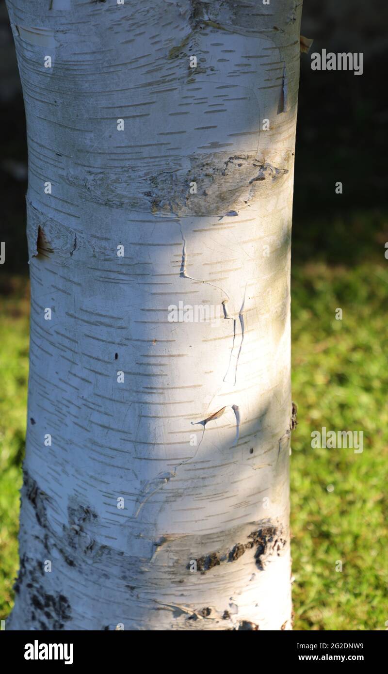 Birch Trees Garden Uk High Resolution Stock Photography and Images - Alamy Birch Trees Garden Uk High Resolution Stock Photography and Images - Alamy