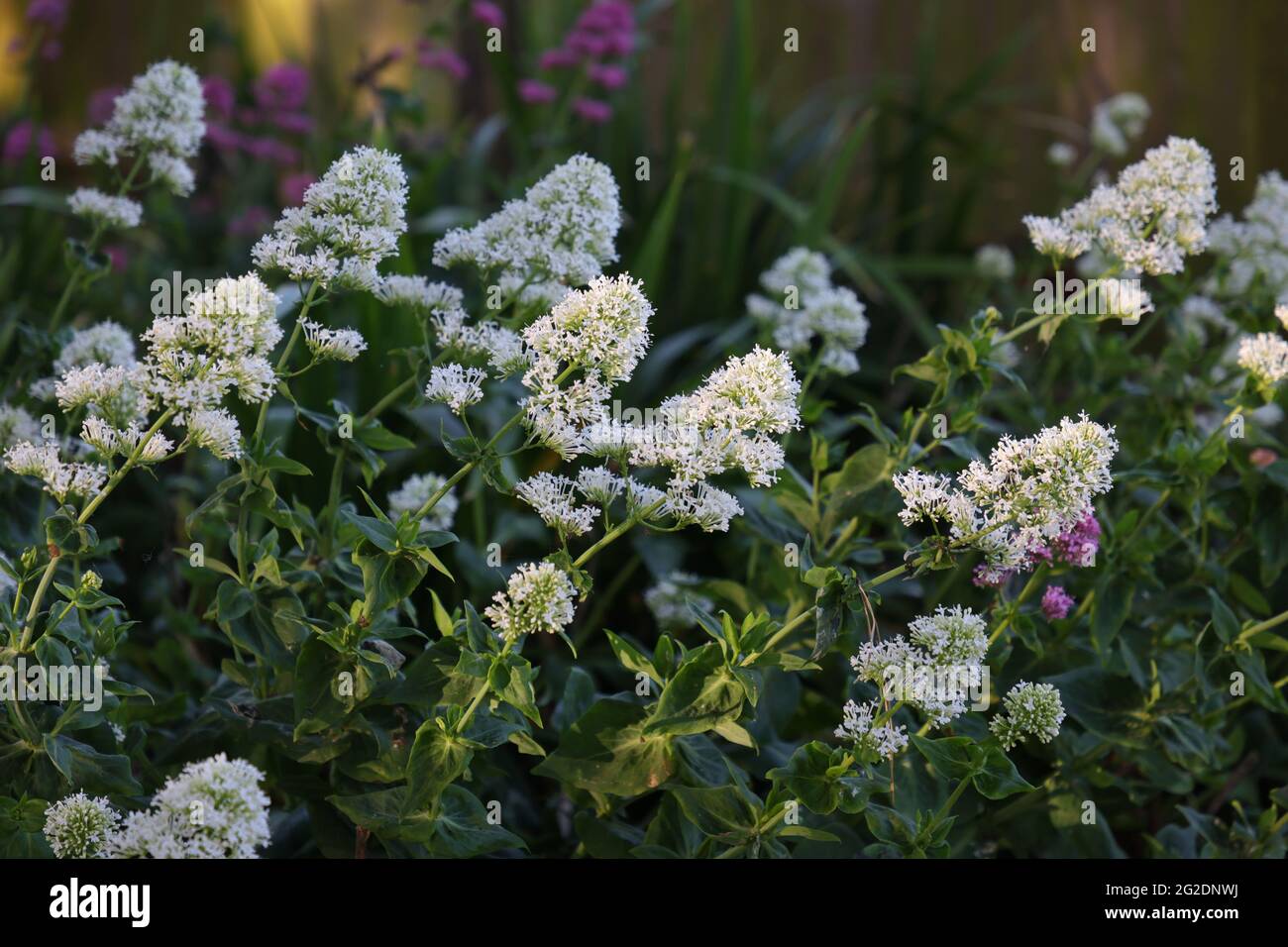 Centranthus rubur albus hi-res stock photography and images - Alamy