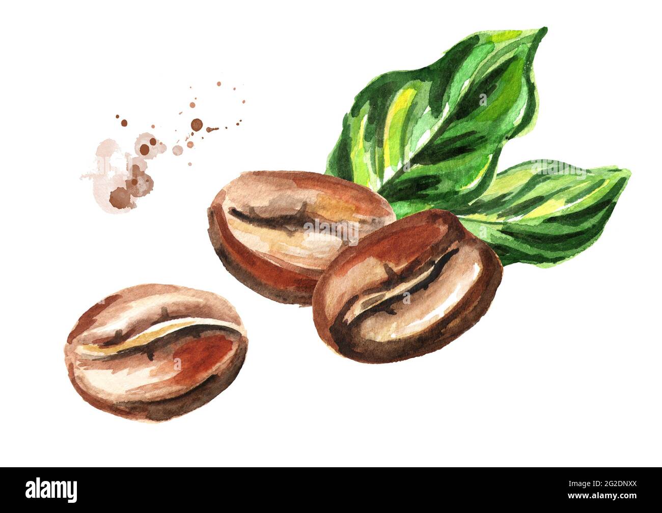 Coffee beans with green leaves. Watercolor hand drawn illustration ...