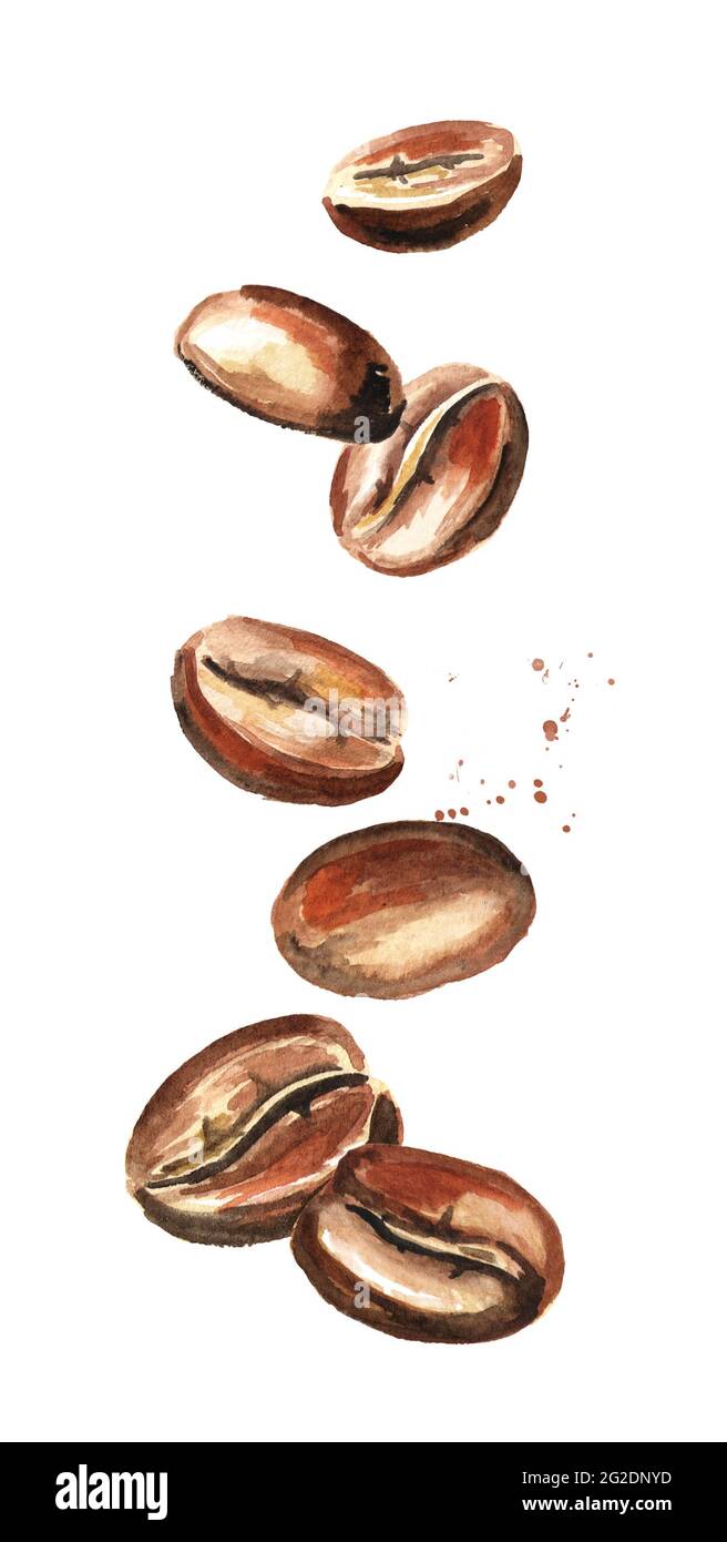 Falling Coffee beans. Watercolor hand drawn illustration, isolated on ...