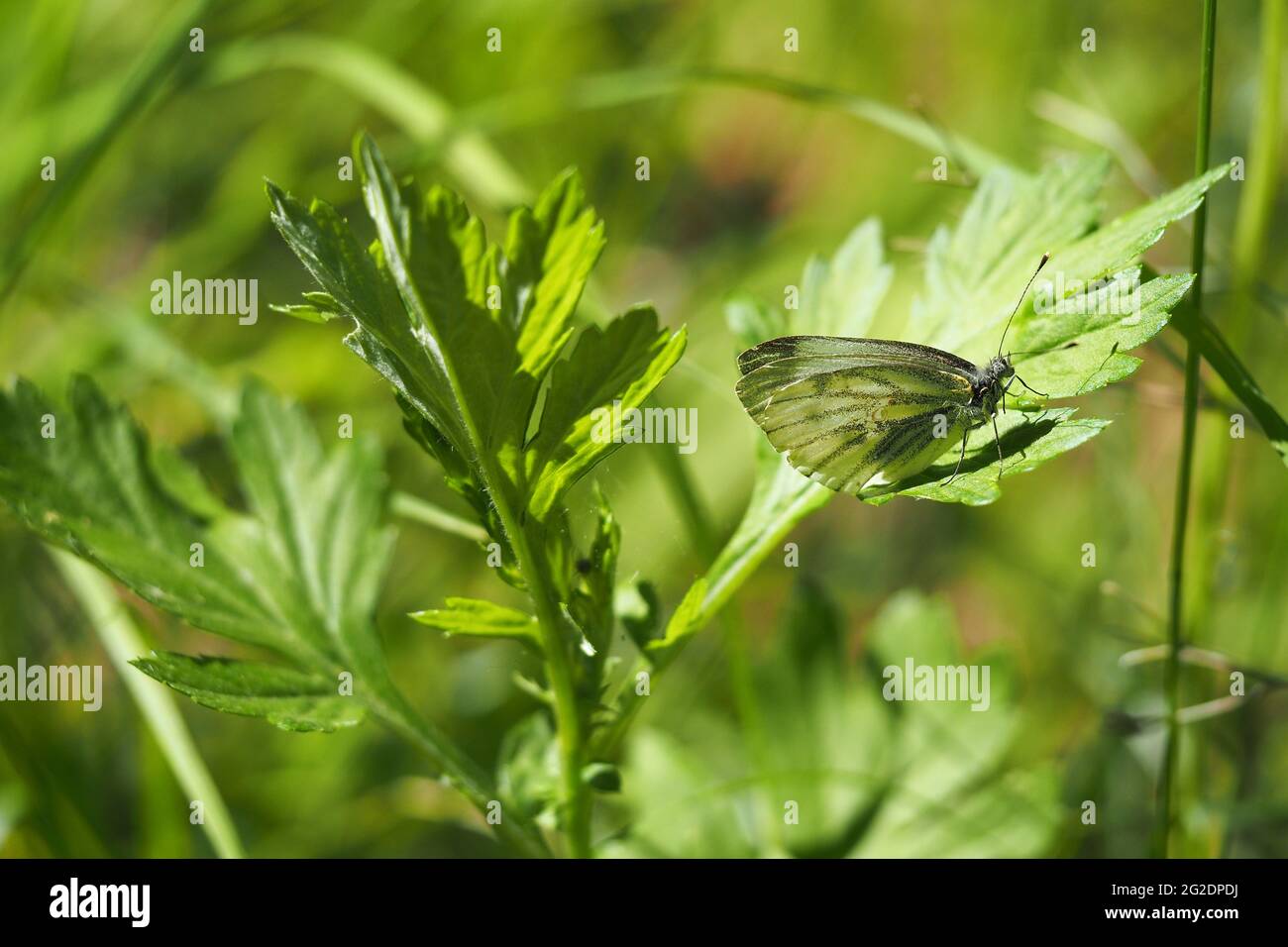 Insects macro photography hi-res stock photography and images - Alamy