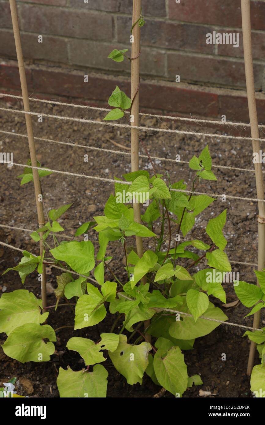 Sustainably garden hi-res stock photography and images - Alamy