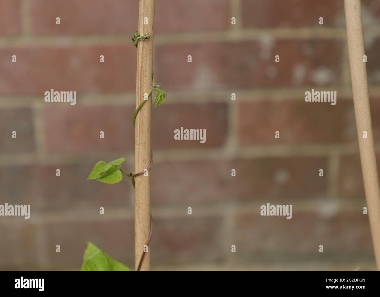 Climbing beans isolated hi-res stock photography and images - Alamy