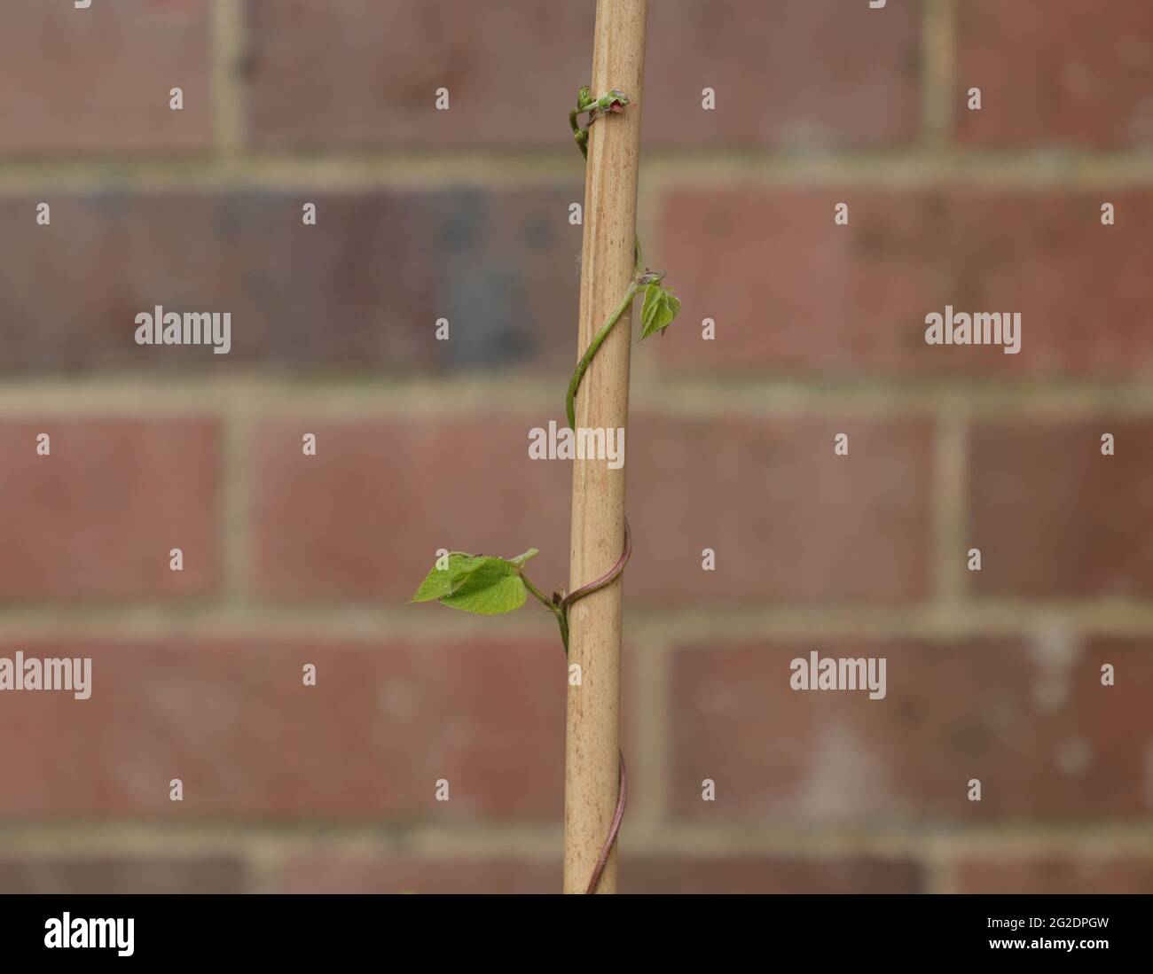 Climbing beans isolated hi-res stock photography and images - Alamy