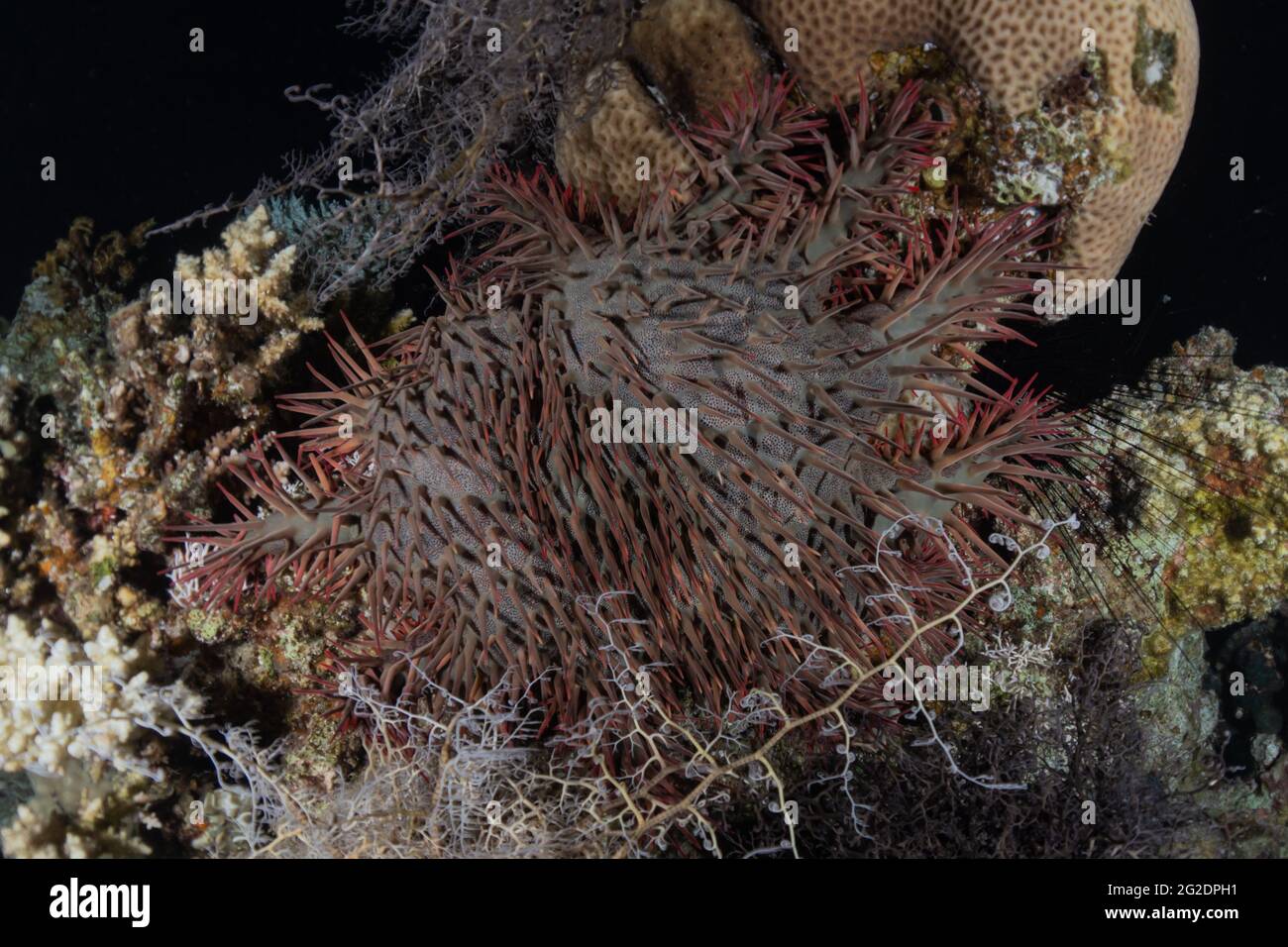 Coral reef and water plants in the Red Sea, Eilat Israel Stock Photo ...