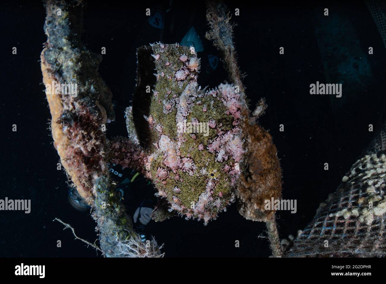 Fish swim in the Red Sea, colorful fish, Eilat Israel Stock Photo - Alamy