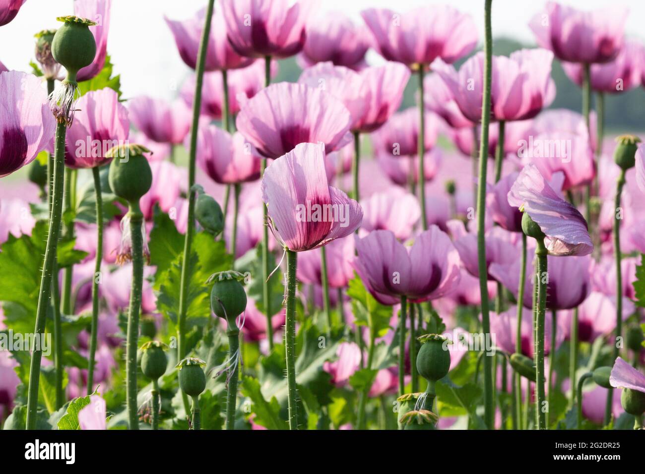 Field with blooming opium poppy plants Stock Photo - Alamy