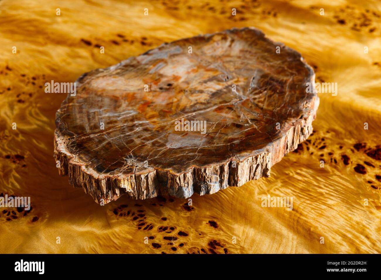 A section of ancient petrified wood, polished and impregnated with ...